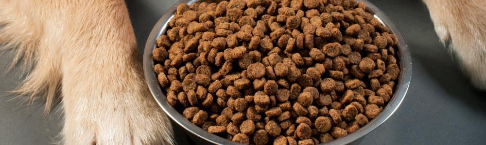 Food intolerance in dogs